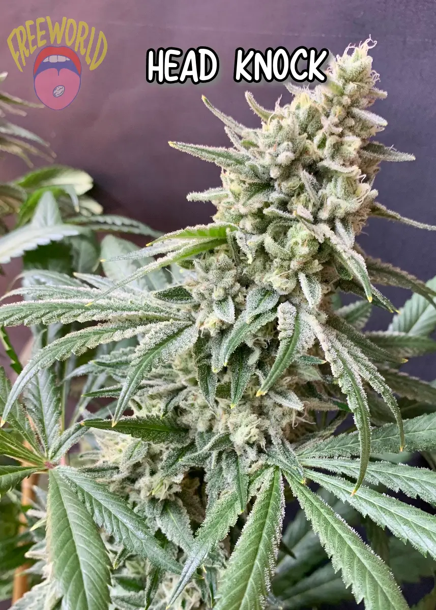 Head Knock - Freeworld Seed Vault