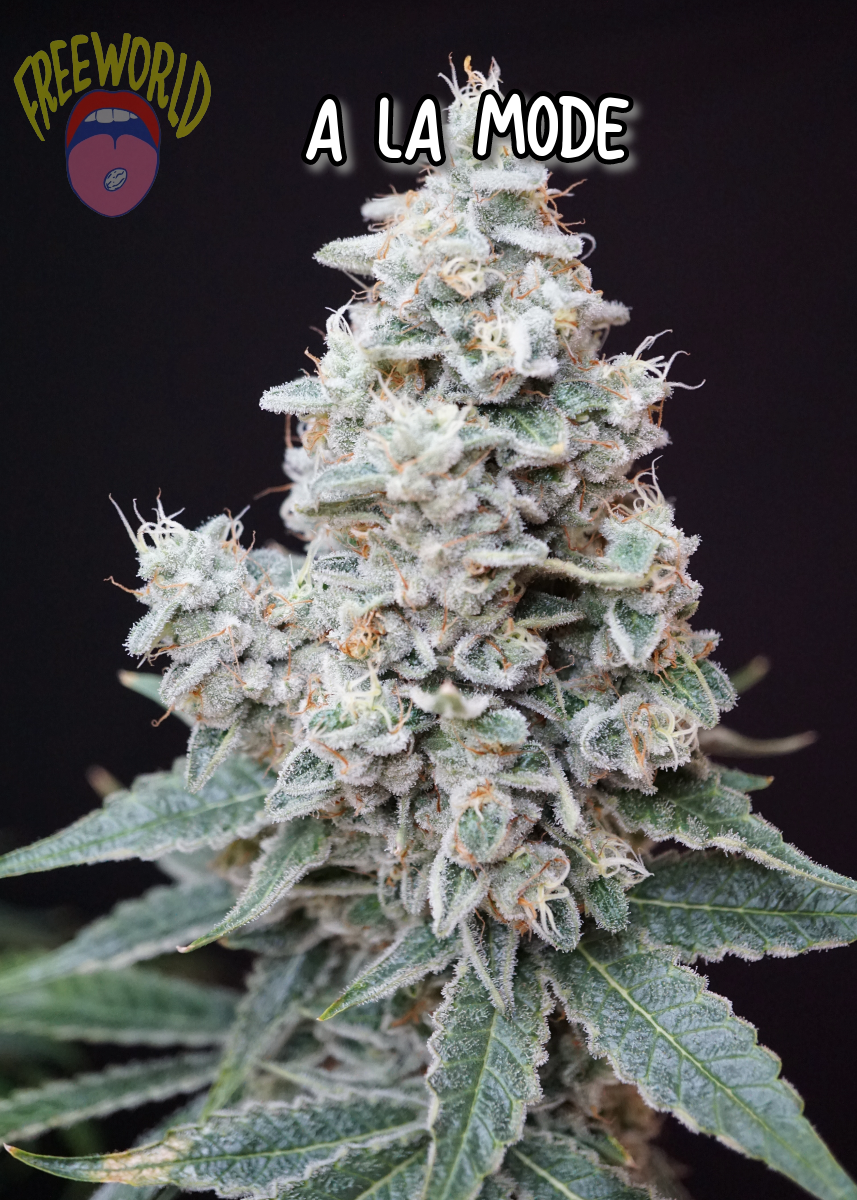 A la mode - Freeworld Seed Vault