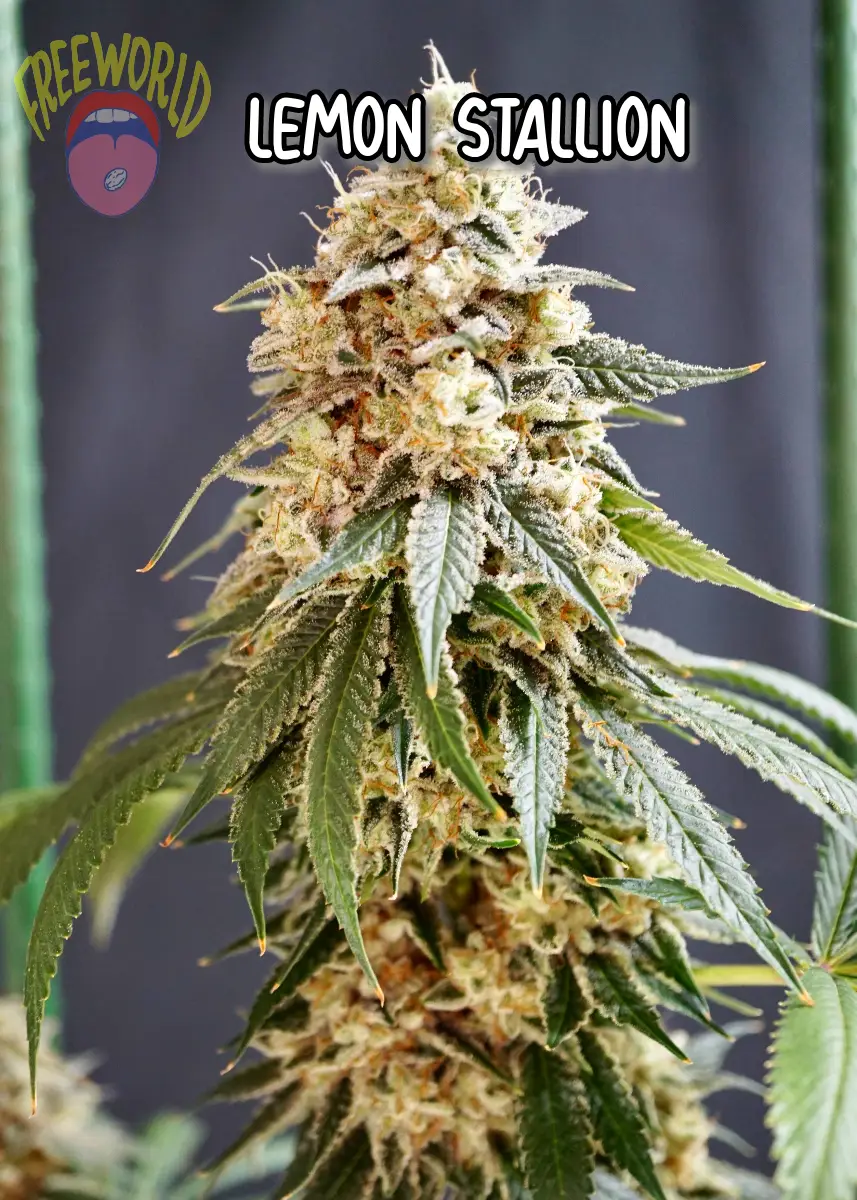 Lemon Stallion - Freeworld Seed Vault