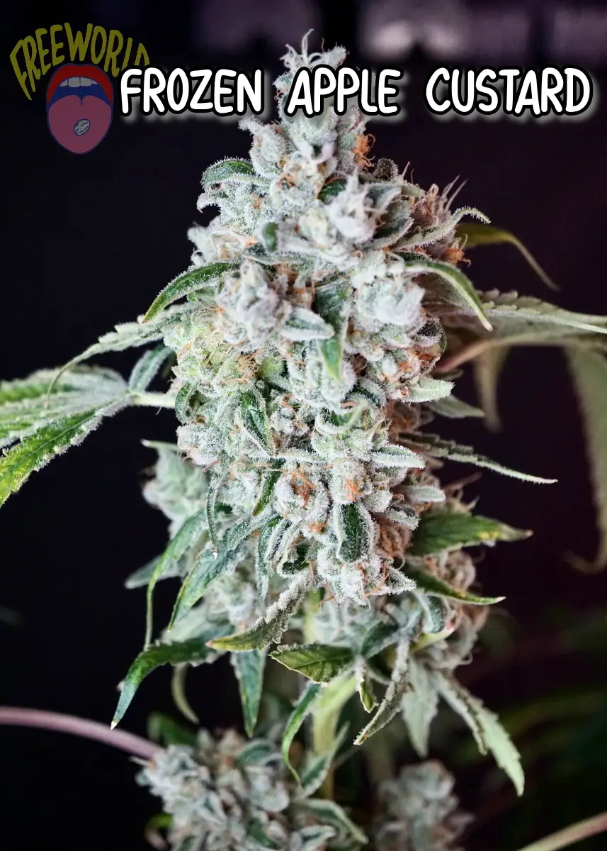 Frozen Apple Custard - Freeworld Seed Vault