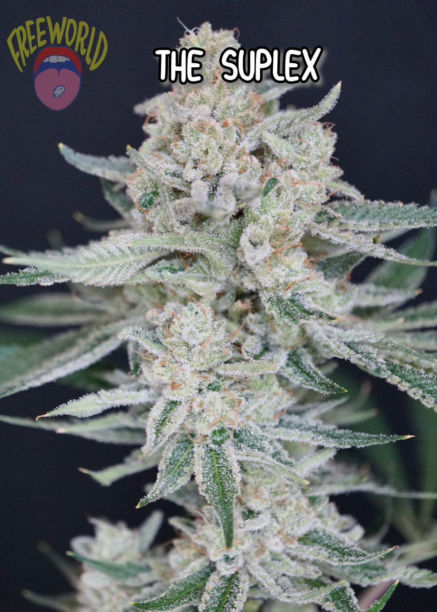 The Suplex - Freeworld Seed Vault