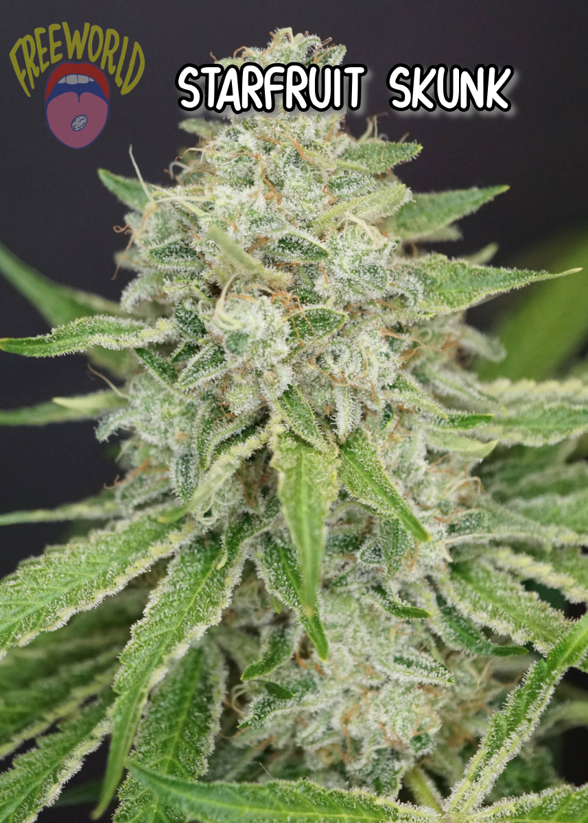 Starfruit Skunk - Freeworld Seed Vault