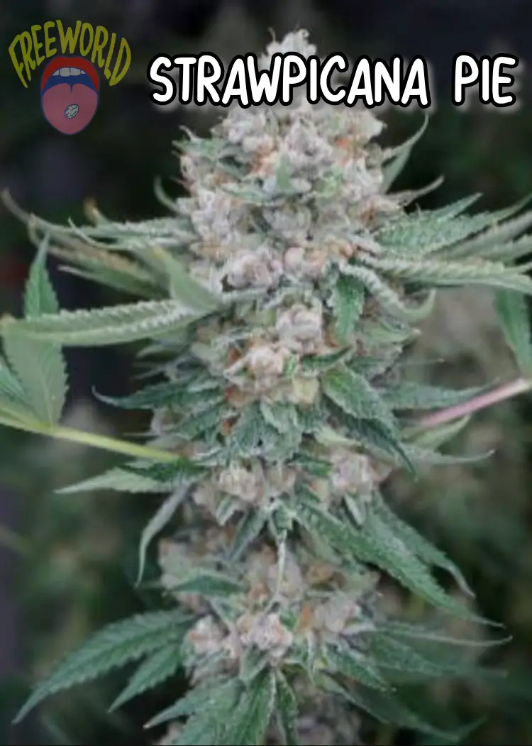 Strawpicana Pie - Freeworld Seed Vault