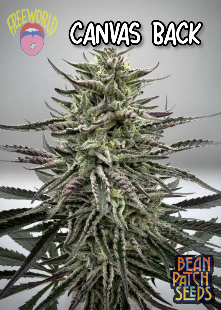 Canvasback - Freeworld Seed Vault