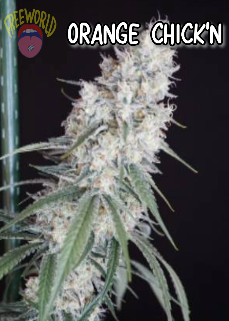 Orange Chick'N - Freeworld Seed Vault